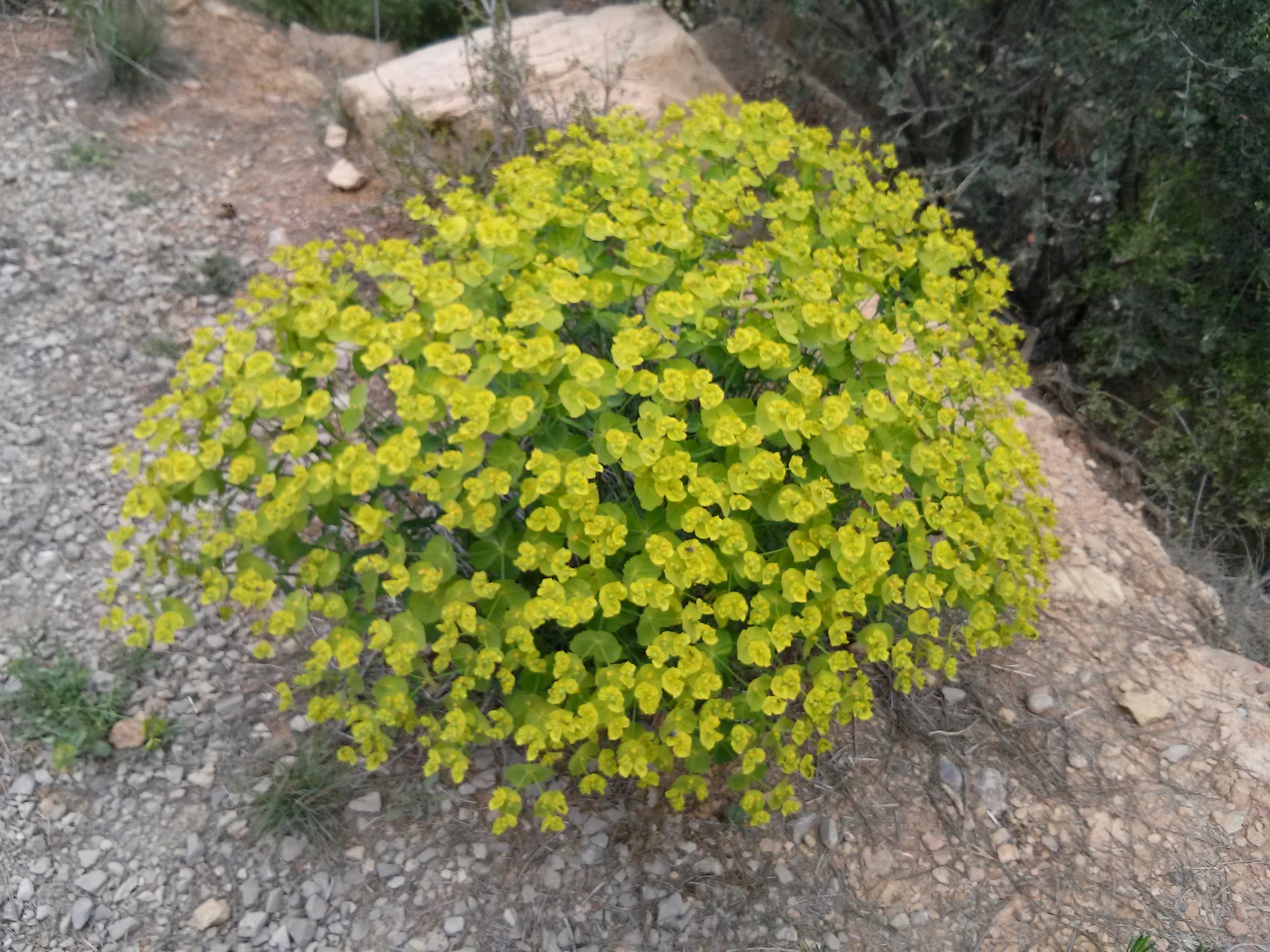 Conozca el poder de la Hierba Meona – Medicina Positiva