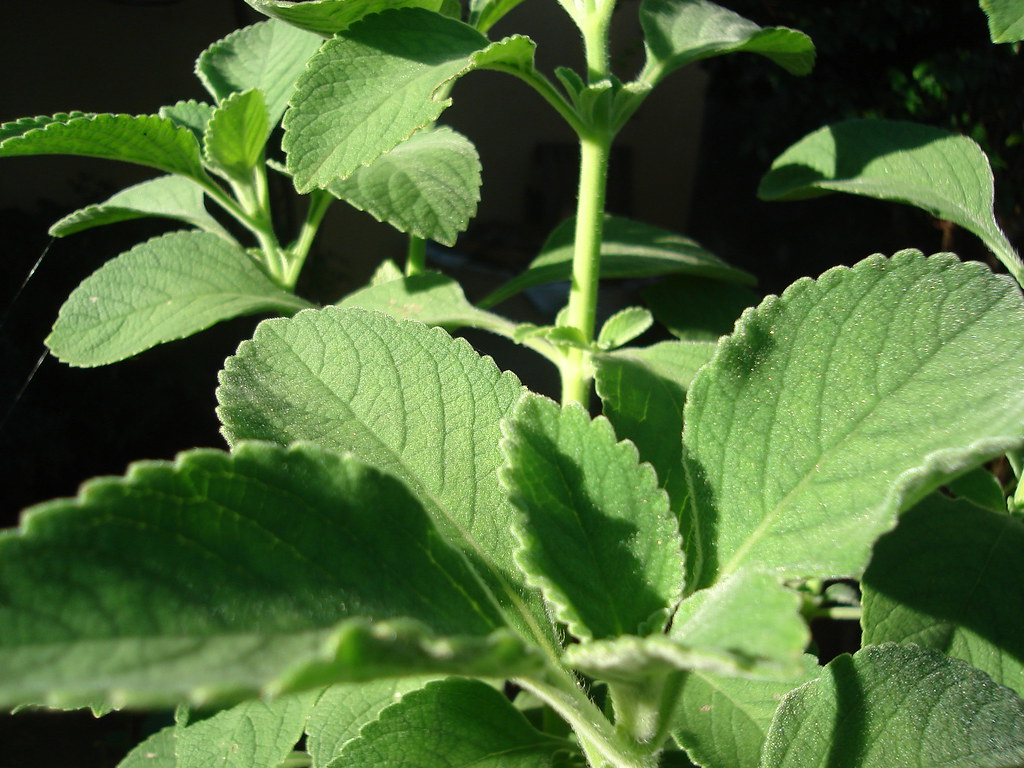 Conoce la planta de Paracetamol (boldo) – Medicina Positiva